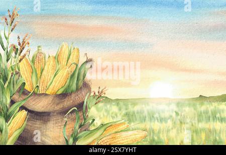 A Cornfield at Sunset Stock Photo - Alamy