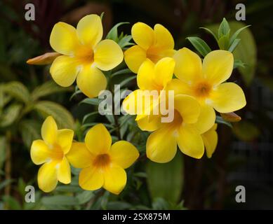 Allamanda cathartica, commonly called golden trumpet, common ...