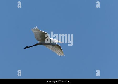 The great egret aka ardea alba is flying above the pond in Czech ...