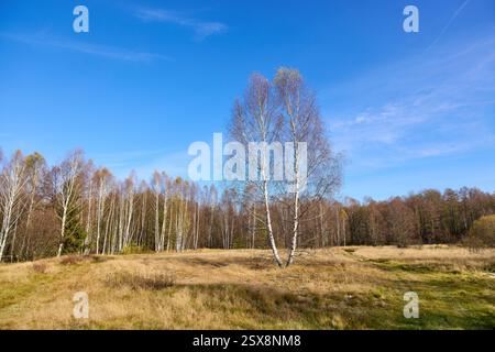 Serene countryside landscape featuring slender birch trees, lush green ...