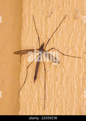 European Crane Fly (Tipula paludosa Stock Photo - Alamy