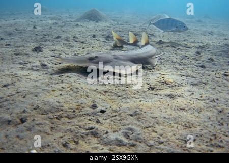 Halavi guitarfish (Glaucostegus halavi) underwater. Shovelnose ray ...