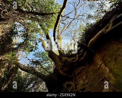 Hell Lane, Symondsbury, Dorset: Holloway, Sunken Lane, Looking up ...