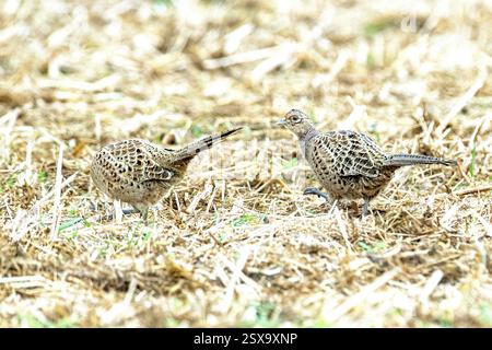 Fasanenenhennen auf Futtersuche, Acker Fasan, Jagdfasan, Hennen ...