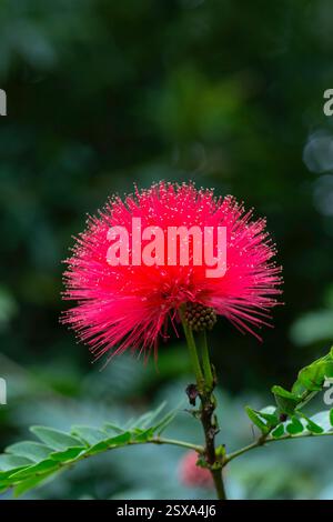 Closeup of flower of a single pink powderpuff plant (Calliandra ...