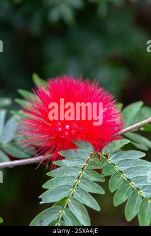 Closeup of flower of a single pink powderpuff plant (Calliandra ...