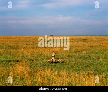 Cheetah, Gepard,Acinonyx jubatus,cubs on a jeep Stock Photo - Alamy
