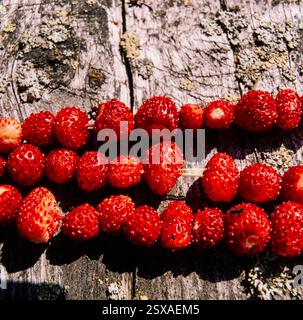 Strawberry Strawberries Fragaria Vesca Red Berry Berries Wild ...