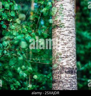 aspen trunk in the forest Stock Photo - Alamy