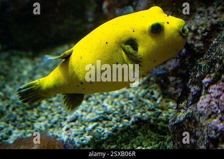 Yellow Blackspotted Puffer Or Dog-faced Puffer Fish Arothron ...