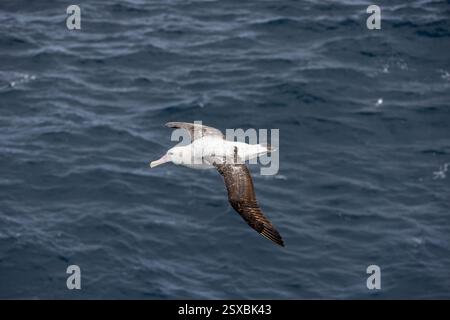 Wandering Albatross (Diomedea exulans) - also known as Snowy Albatross ...