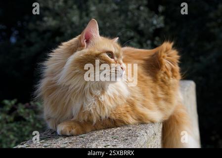 Rare beautiful fluffy ginger tabby female long haired Stock Photo - Alamy