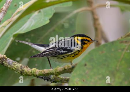 Blackburnian Warbler (Setophaga fusca) foraging in the cloud forest ...