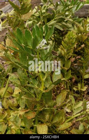 Broad bean Rust Attacks Vegetable Garden Stock Photo - Alamy