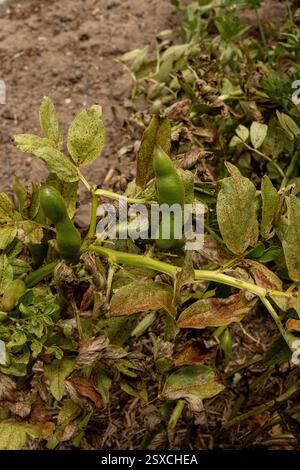 Broad bean Rust Attacks Vegetable Garden Stock Photo - Alamy