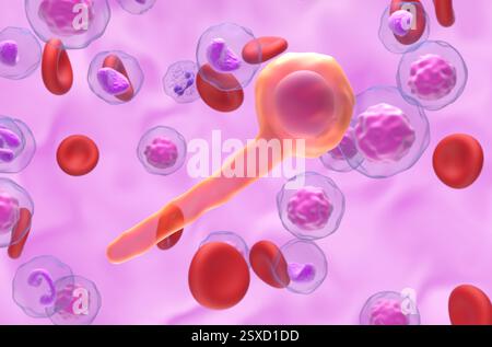 Tetanus bacteria, illustration Stock Photo - Alamy