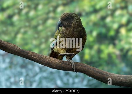 Kea (Nestor notabilis ). The kea is one of nine living endemic parrot ...