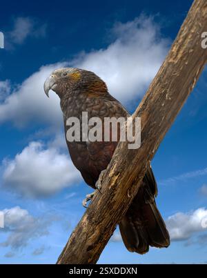 Rare native Kaka parrots sitting on the branch in green forest, New ...