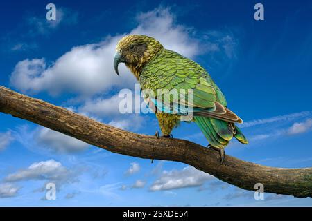 Kea (Nestor notabilis ). The kea is one of nine living endemic parrot ...