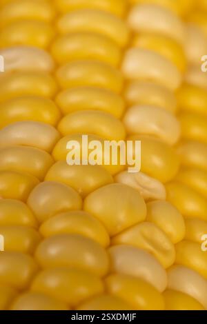 Sweet soft yellow natural corn for cooking Stock Photo - Alamy