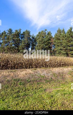 ripe ears of sweet corn and corn sprouts before harvest in sunny ...
