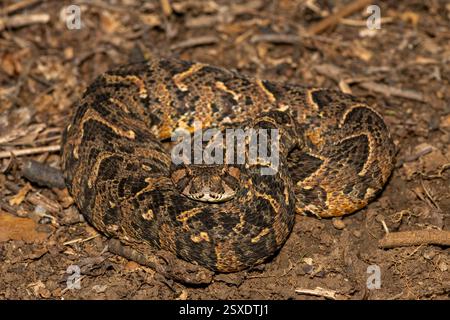 Beautiful camouflage of the potently cytotoxic Puff Adder (Bitis ...