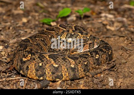 Beautiful camouflage of the potently cytotoxic Puff Adder (Bitis ...