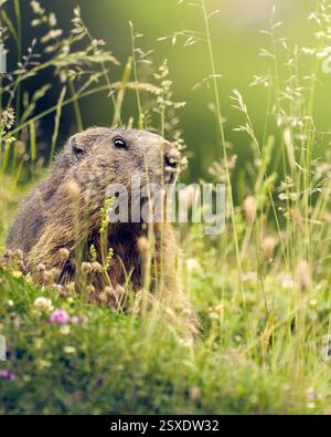 Groundhog, alpine marmot, Marmota marmota, Murmeltier / Alpine marmot ...