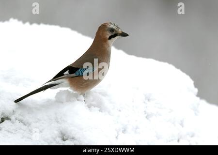 Jay in a high mountain area with lots of snow on a cold January day ...