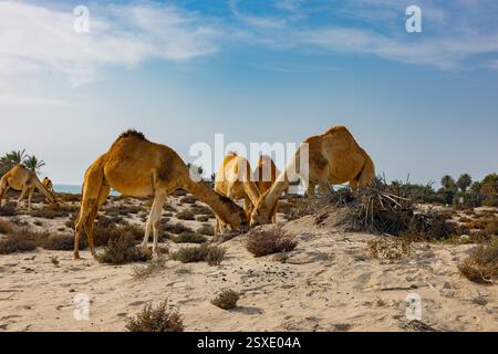 Umm Bab Beach - Palm Tree Beach Doha Qatar 24-02-2025 Stock Photo - Alamy