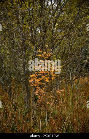 Bright orange autumn leaves growing on the maple tree branches Stock ...