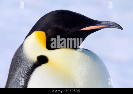 A profile of an Emperor Penguin head showing the wonderful colouration ...