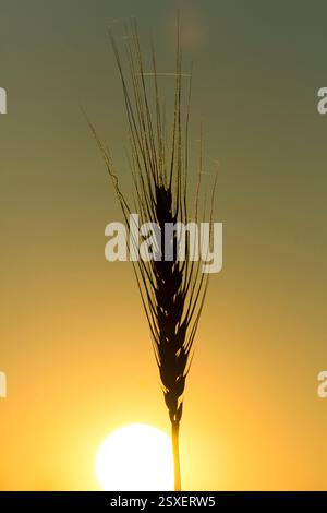 Green wheat against the background of Sunset. Beautiful summer ...