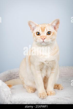 Charming cream kitten of Burmese cat in full growth. Cat for ...