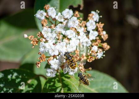 Bees on Durillo flowers in the garden Stock Photo - Alamy
