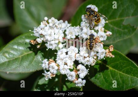 Bees on Durillo flowers in the garden Stock Photo - Alamy