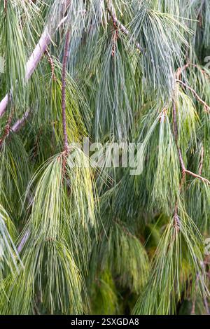 Pinus strobus 'Pendula Stock Photo - Alamy