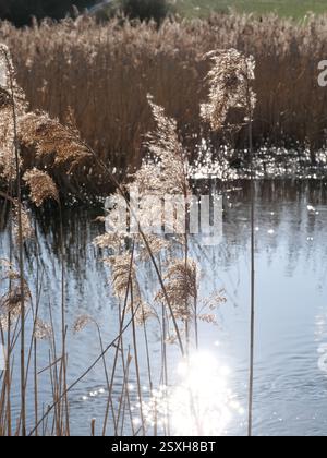 Reed stalks and fruits in the back light in the evening sun Stock Photo ...