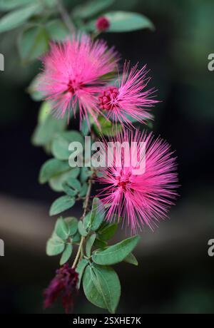 Pink powder puff flowers (Calliandra brevipes Stock Photo - Alamy