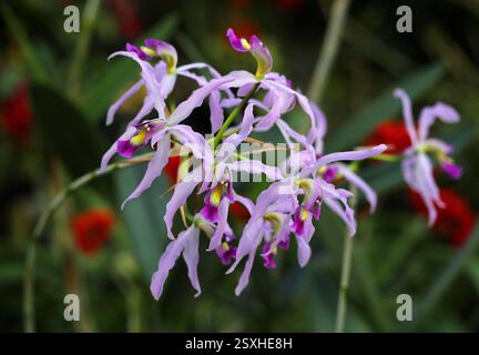 St Joseph's Staff, Laelia superbiens, Orchidaceae. Mexico, Guatemala ...