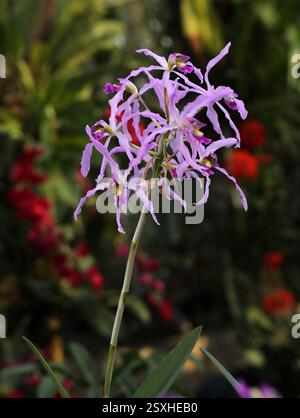 St. Joseph's Staff, Laelia superbiens, Orchidaceae. Laelia superbiens ...