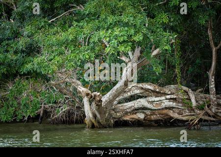 Knotted and tangled tree roots etc. overhanging the water near Corozal ...
