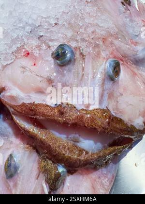 Fresh monkfish on the counter on the fish market Stock Photo - Alamy