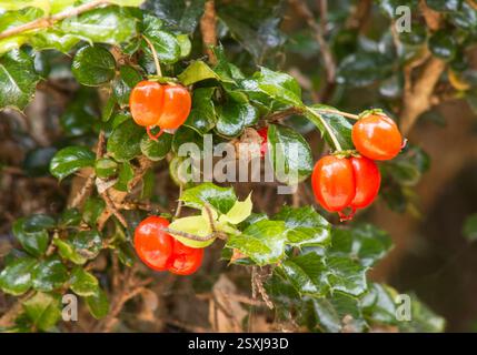Miniature Holly plant with fruit Stock Photo - Alamy