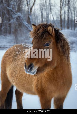 Beautiful bay dun Icelandic mare Stock Photo - Alamy