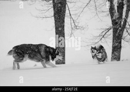 Husky and Alaskan Klee Kai Playfully Frolic in the Snow – Dynamic Black ...
