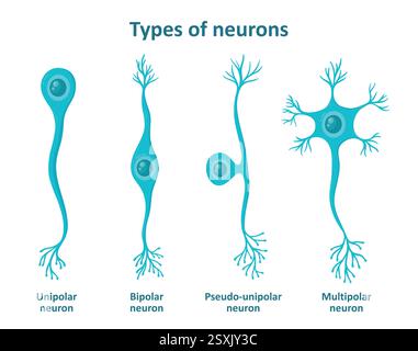 Types of neurons- multipolar, pseudounipolar, bipolar - structure ...