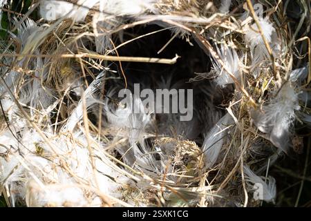Messy sparrow bird nest comprised of dry vegetation and feathers ...