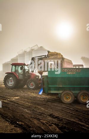mixing the feed for the cattle Stock Photo - Alamy