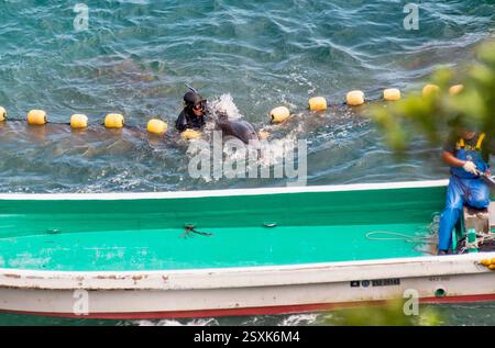 Photo shows the dolphin hunts that take place in Taiji Town, Wakayama ...